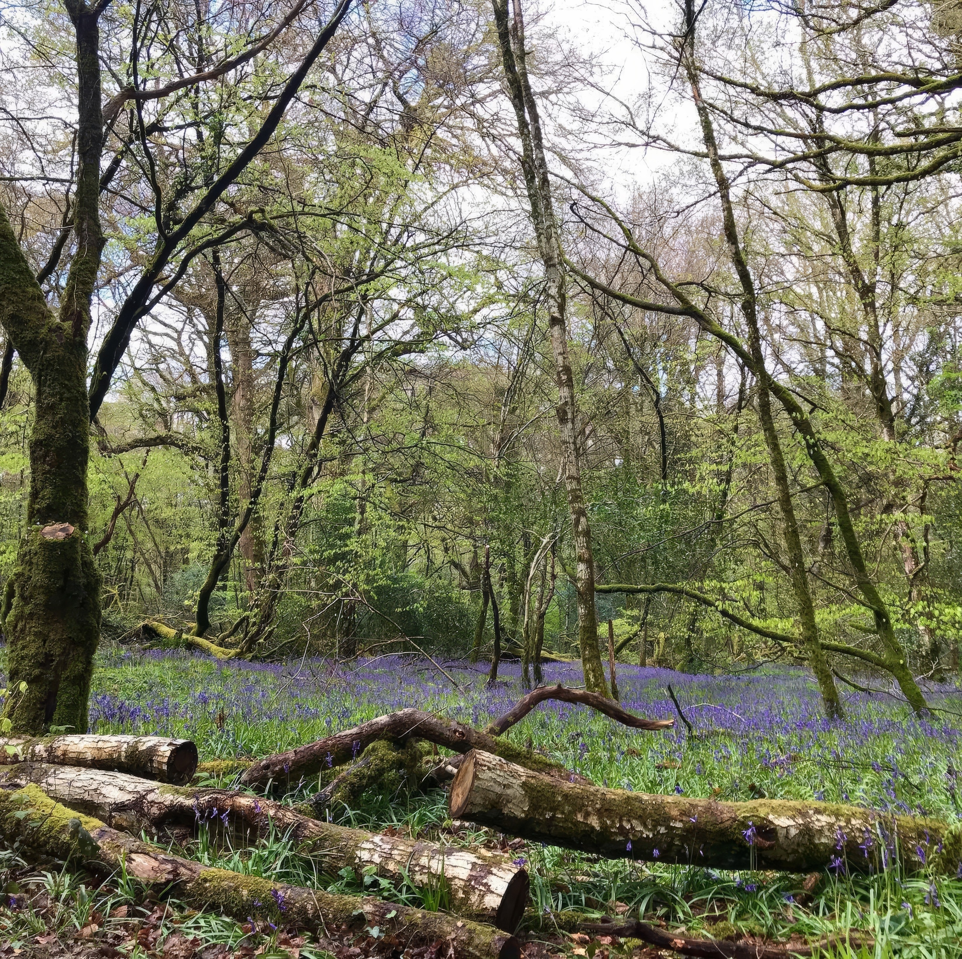 The Wicklow Way Walk – Ireland